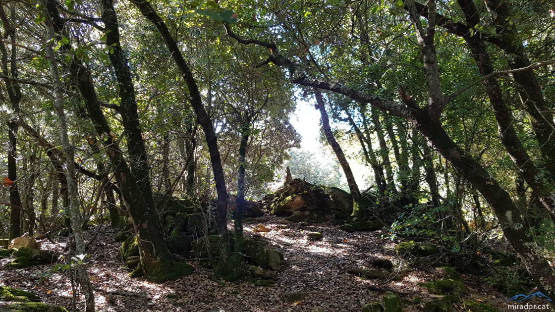 Victorian Alps (map) » Australian Alps » Great Dividing Range | mirador.cat